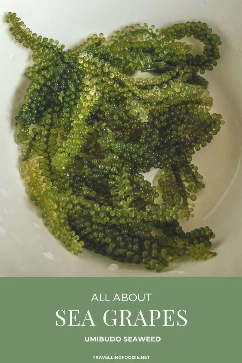 Sea Grapes Seaweed - All About Umibudo Green Algae