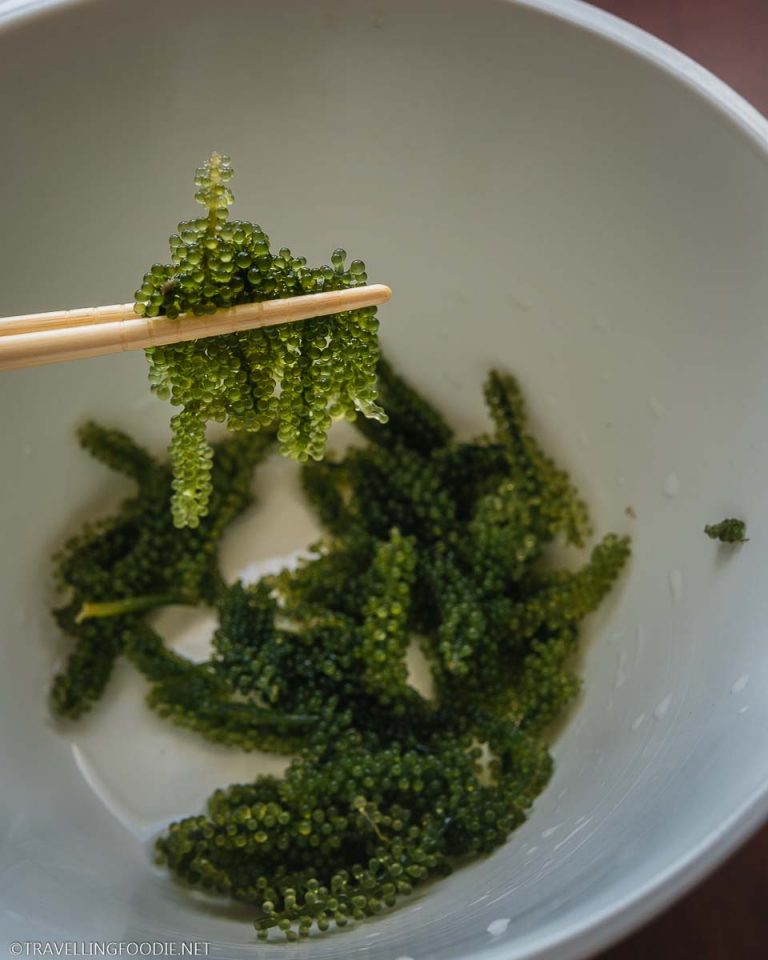 Sea Grapes Seaweed - All About Umibudo Green Algae