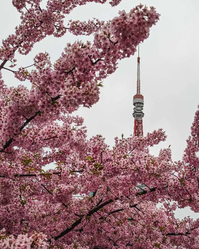 Shiba Tokyo Travel Guide and Vacation Tips for First Timers ...