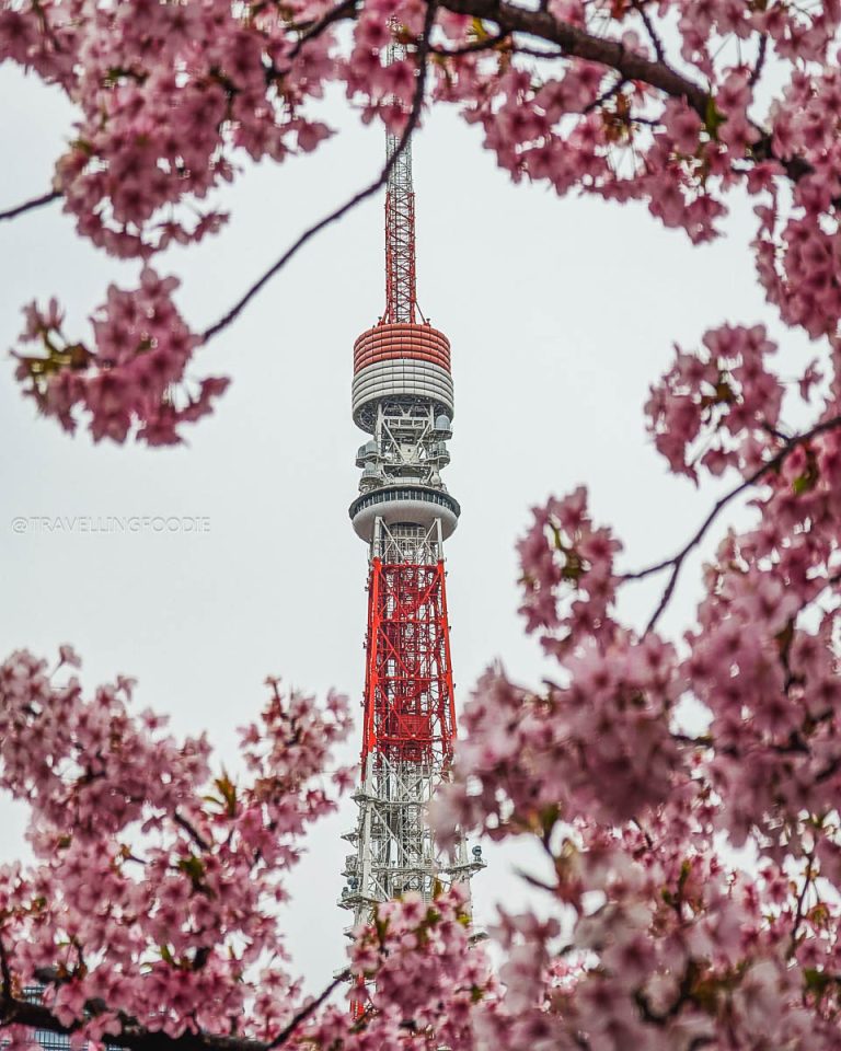 Best Tokyo Cherry Blossom Spots: Where to See Sakura in Spring ...