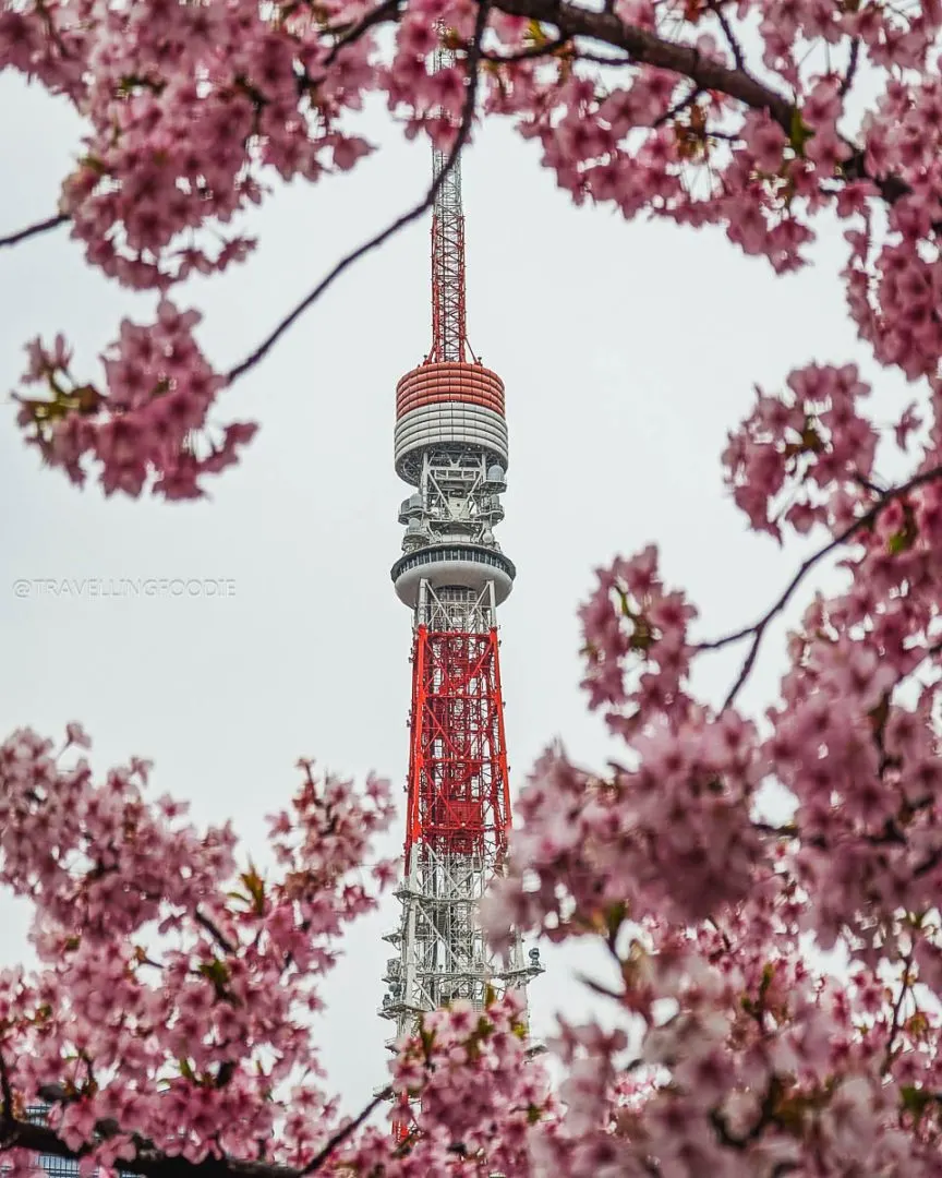 Shiba Tokyo Travel Guide and Vacation Tips for First Timers ...